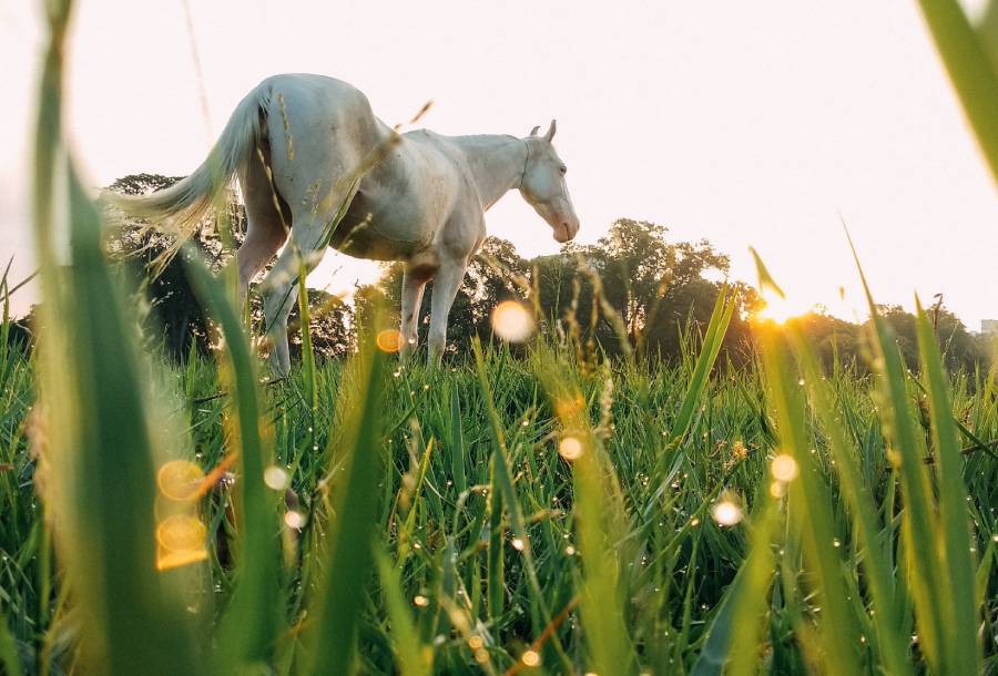 Reproduction - Vet in Alpena | Alpena Veterinary Clinic