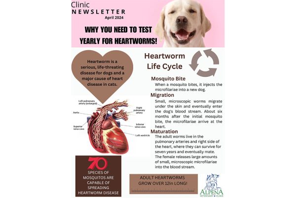 Why You Need To Test Yearly For Heartworms - Alpena Veterinary Clinic